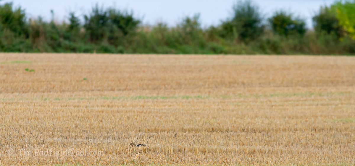 Hereford Hares – Welsh Wild Stuff