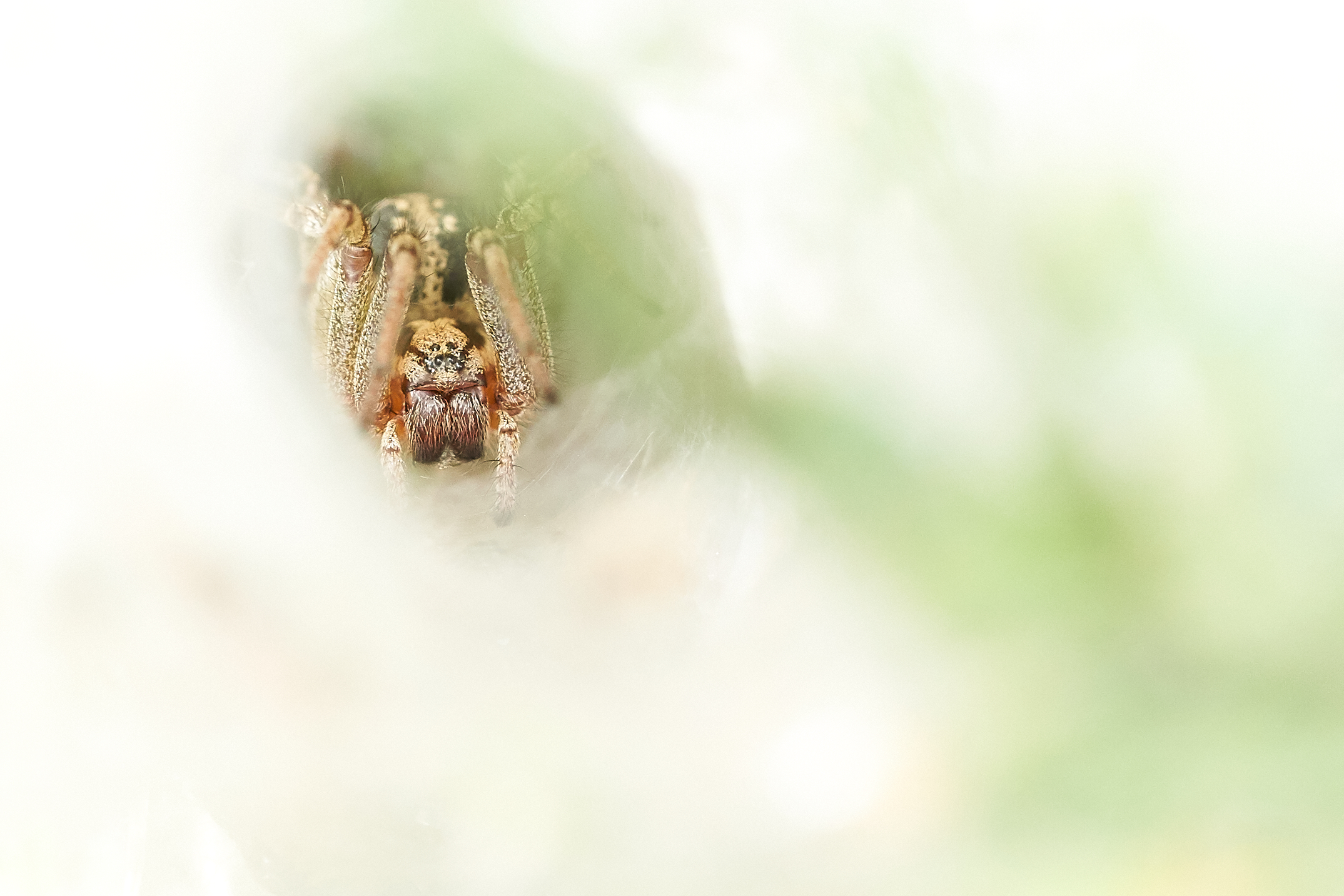 Welsh Wild Stuff – The Nature of Wales – Mostly